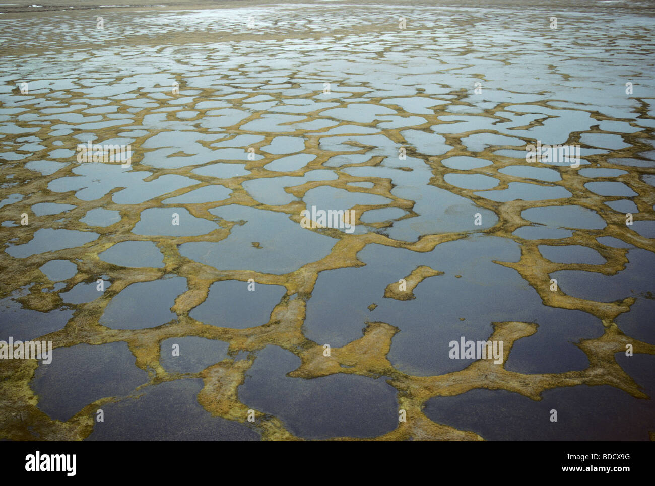 Wet tundra hi-res stock photography and images - Alamy