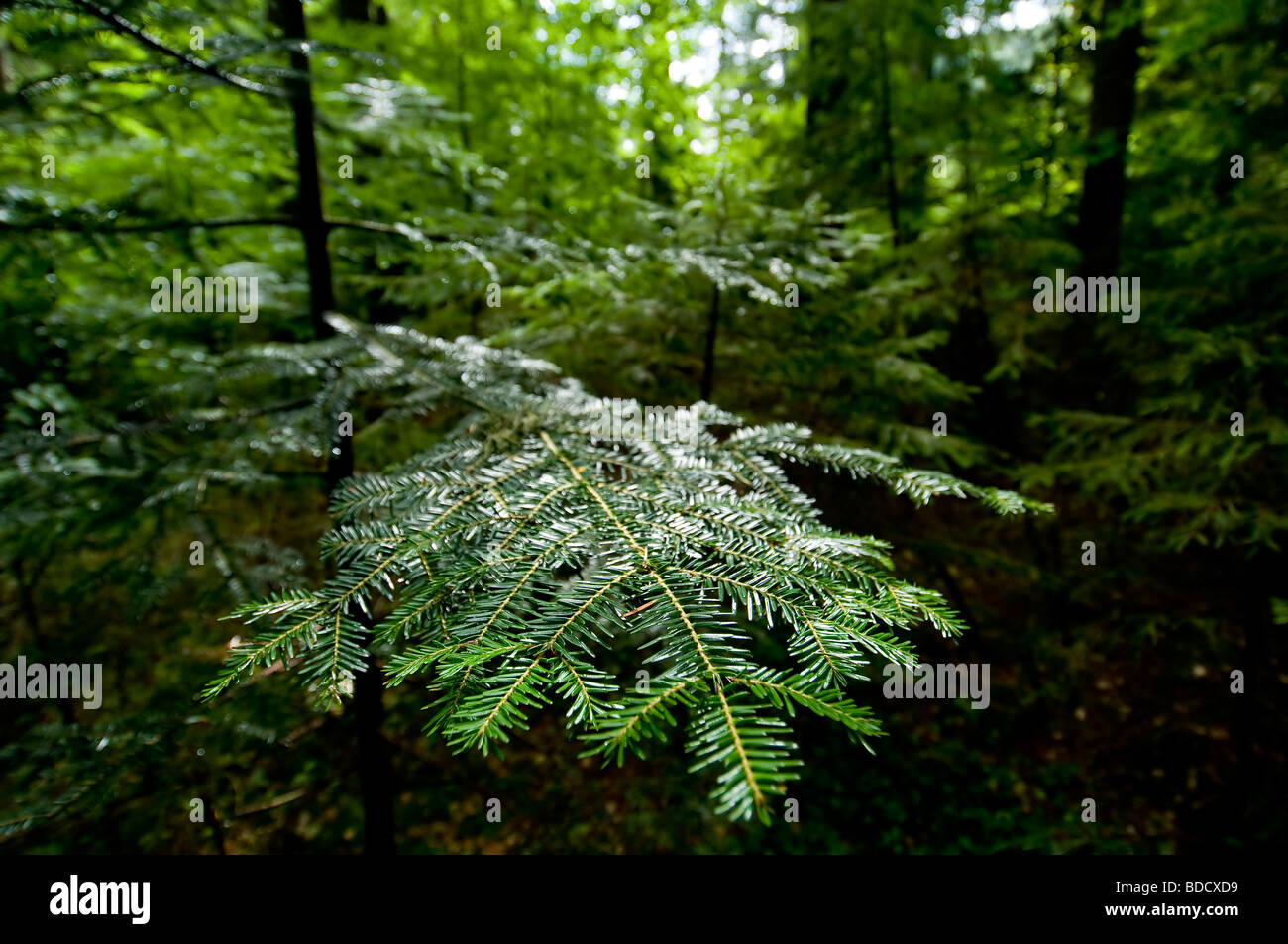 Alpine nature hi-res stock photography and images - Alamy