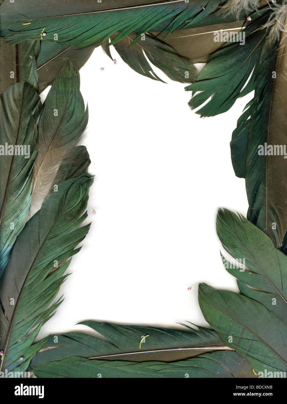 Frame made from raven feathers Stock Photo - Alamy