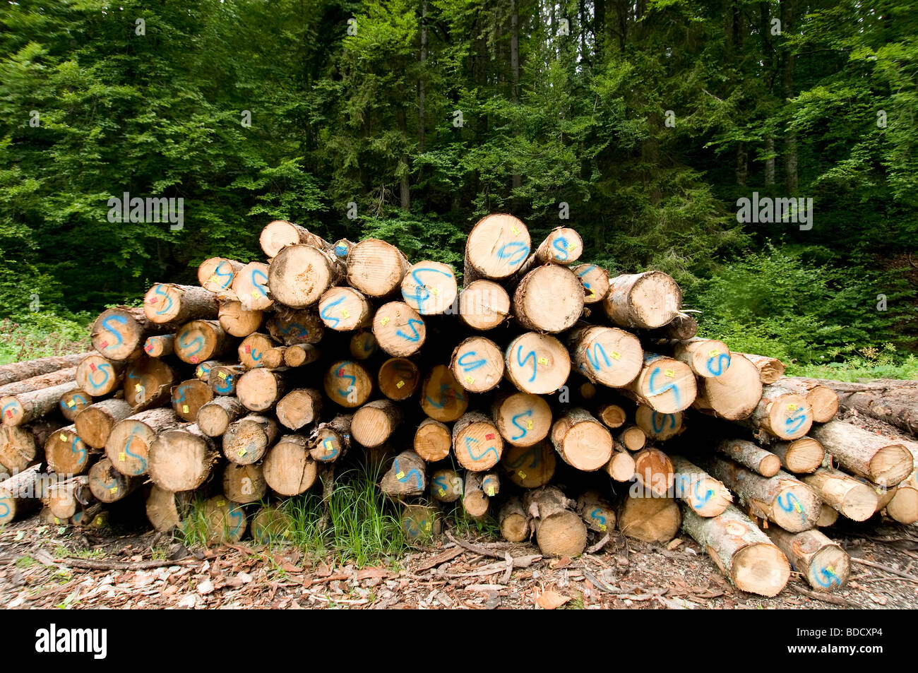 Saw trees hi-res stock photography and images - Alamy
