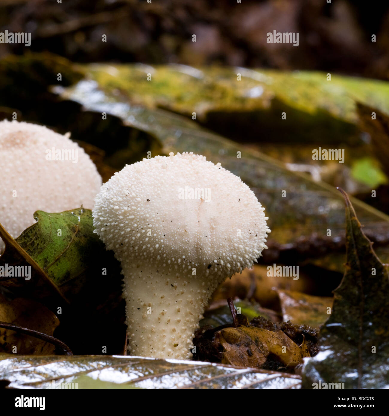 Common Puffball Lycoperdon perlatum Stock Photo - Alamy