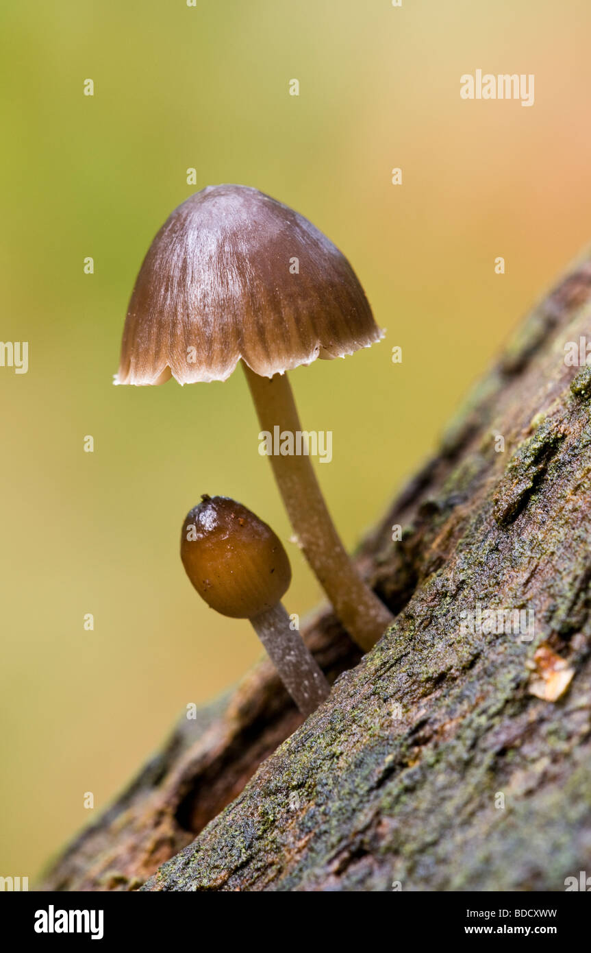 Clustered Bonnet Mycena inclinata Stock Photo - Alamy
