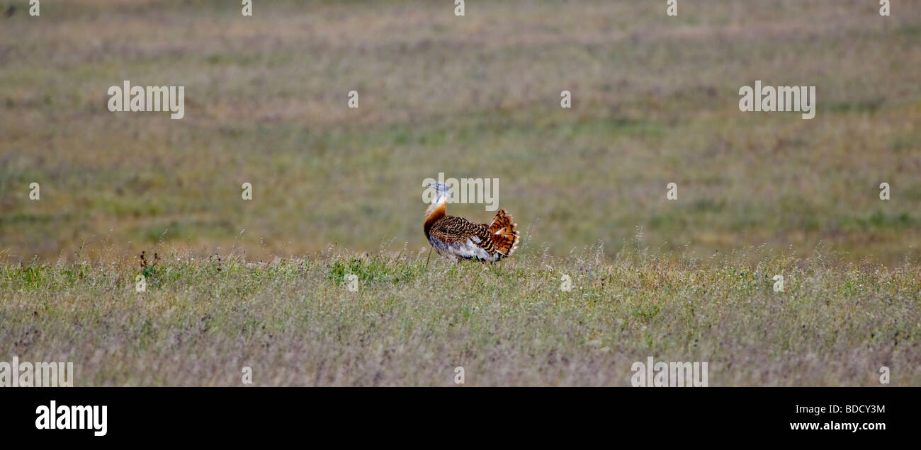 Great Bustard Otis Tarda display plains of extremadura spain Stock ...