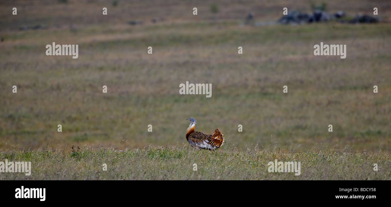 Great Bustard Otis Tarda display plains of extremadura spain Stock ...