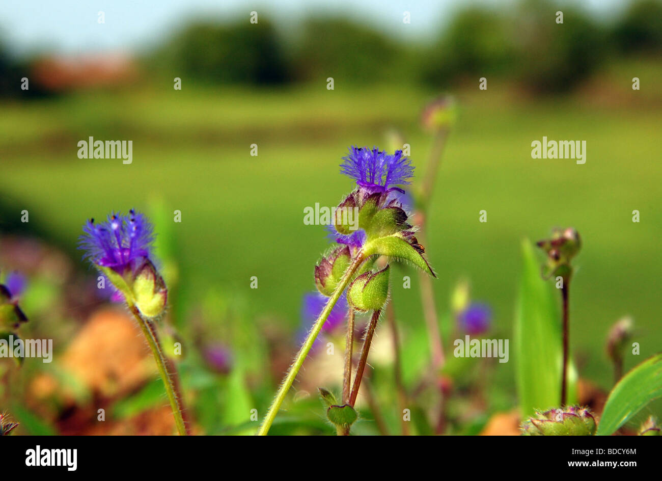 Flower of kerala hi-res stock photography and images - Alamy
