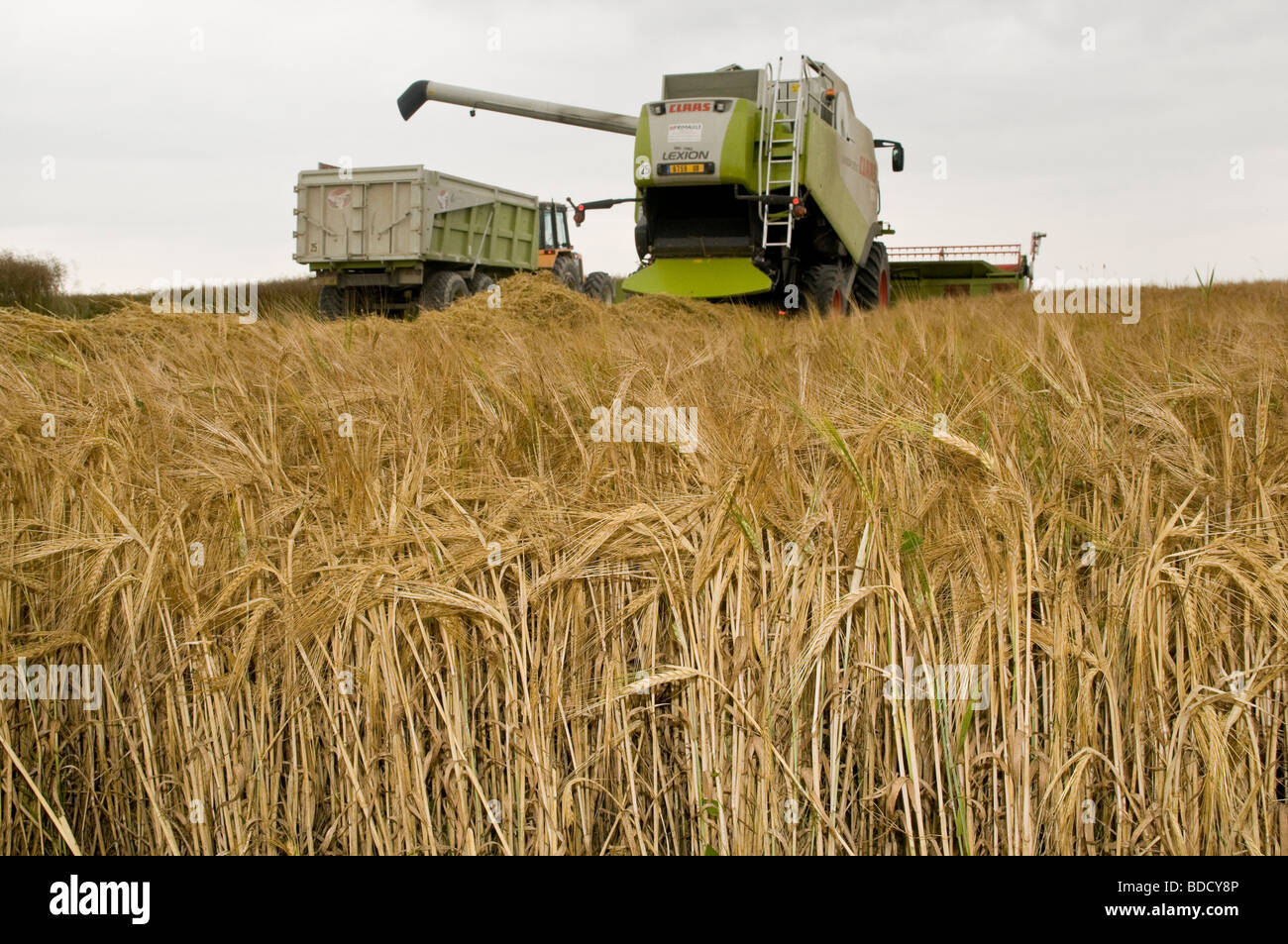 Combine harvester collects ripe barley Stock Photo - Alamy