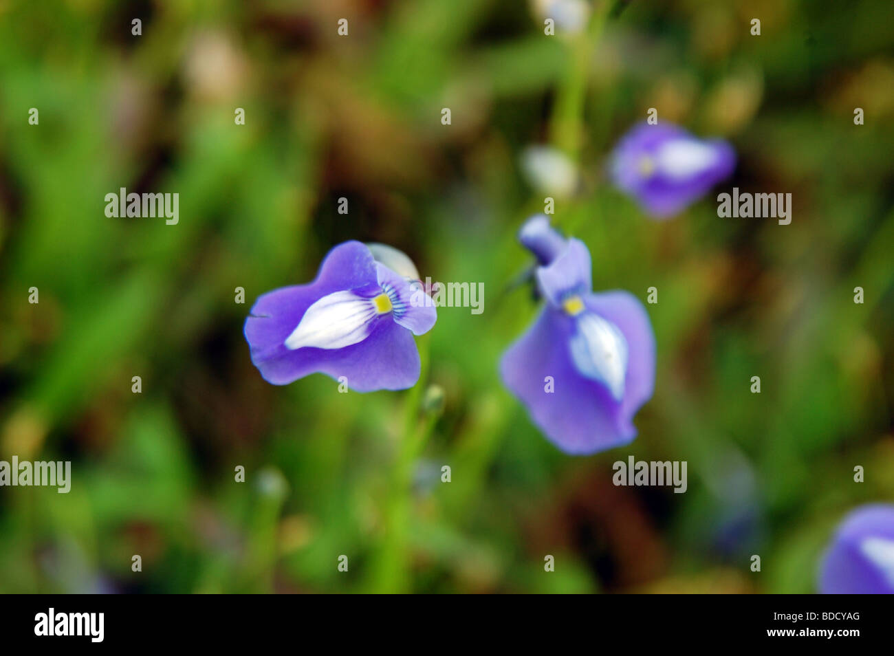 Kerala flowers hi-res stock photography and images - Alamy