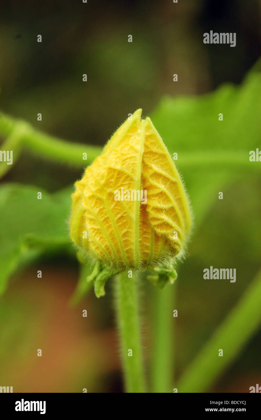 Bud of melon Stock Photo - Alamy