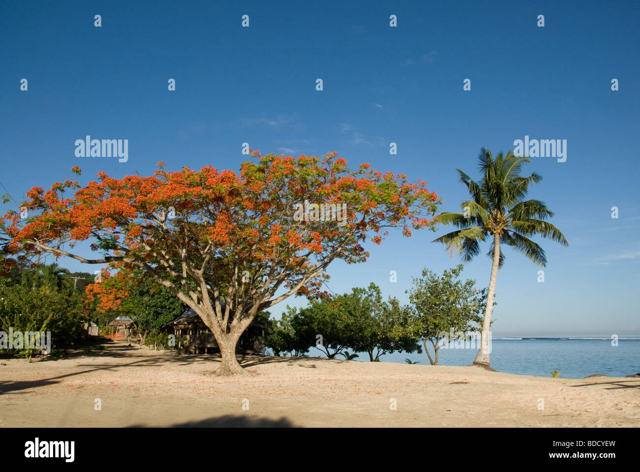 Red flowers on tree, and coconut tree near sea, Manase, Savai'i Island ...