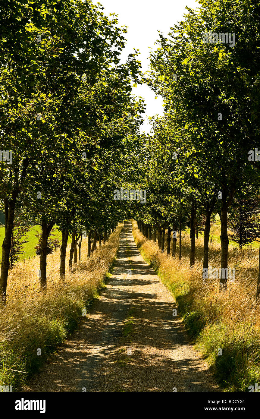Perspective Tree Lined Walkway High Resolution Stock Photography and ...
