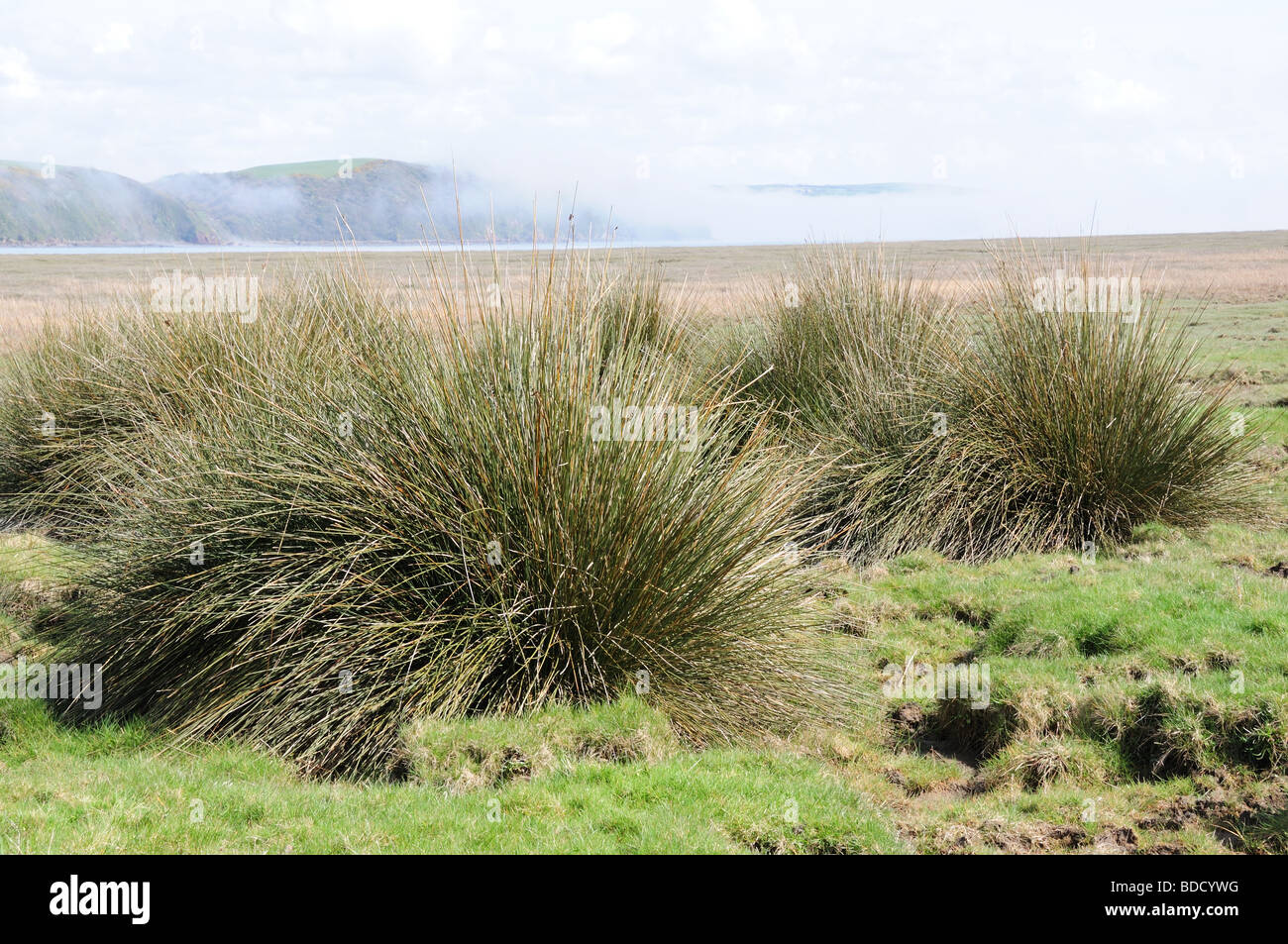 Rush marsh hi-res stock photography and images - Alamy