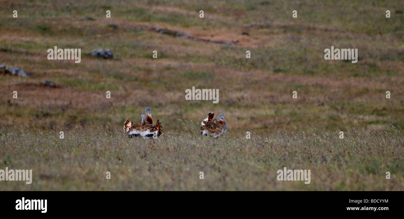 Great Bustard Otis Tarda display plains of extremadura spain Stock ...
