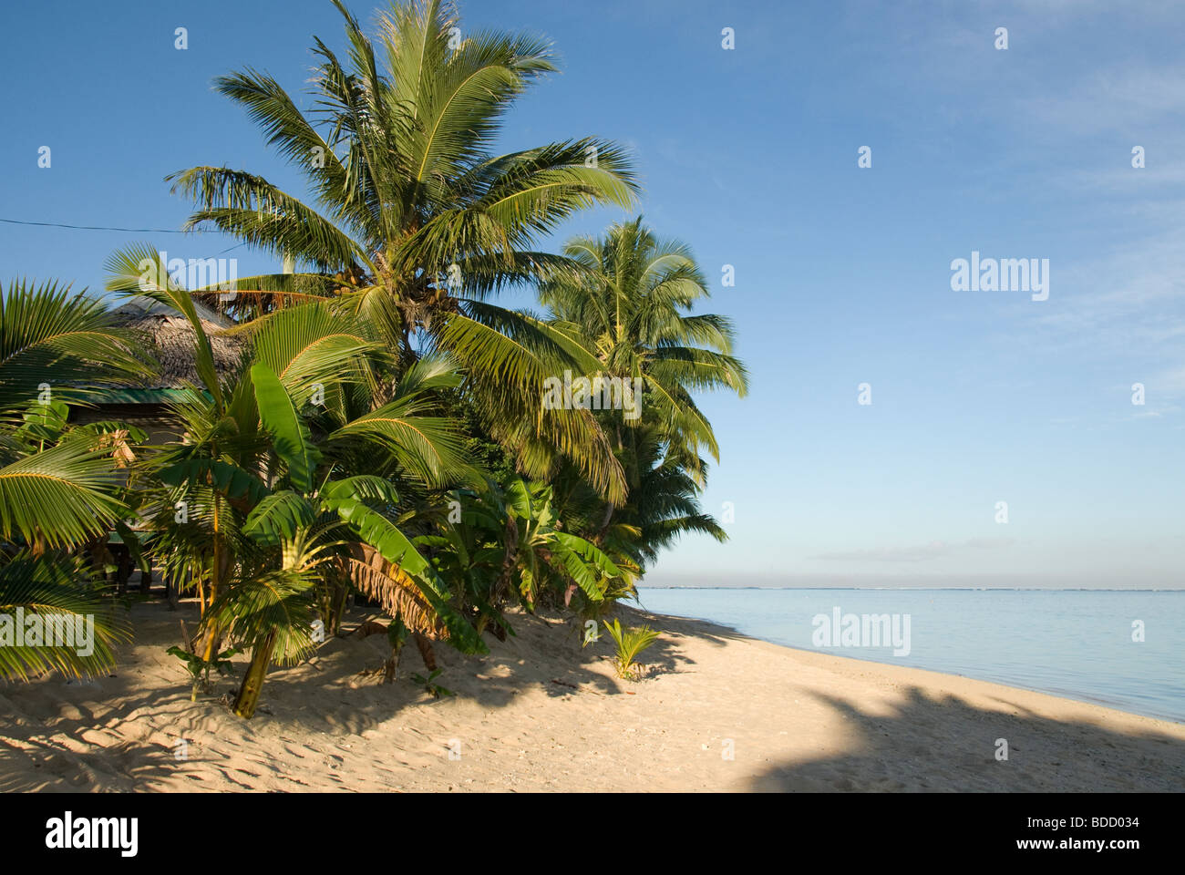 Coconut tree on beach, Manase, Savai'i Island, Western Samoa Stock ...