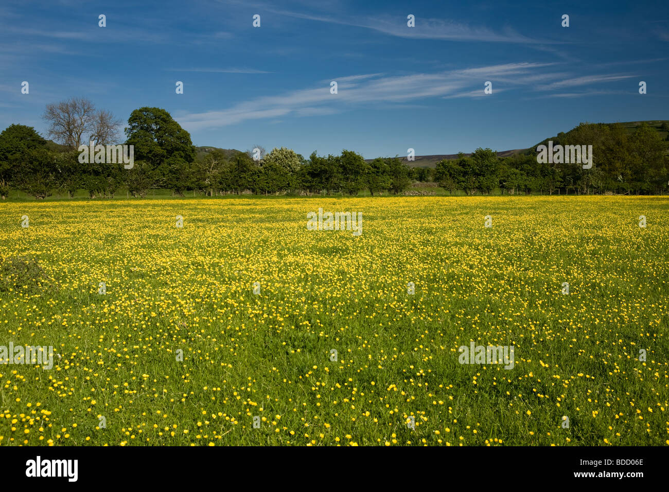 Buttercup Meadows near Reeth Swaledale Yorkshire Dales England Stock ...