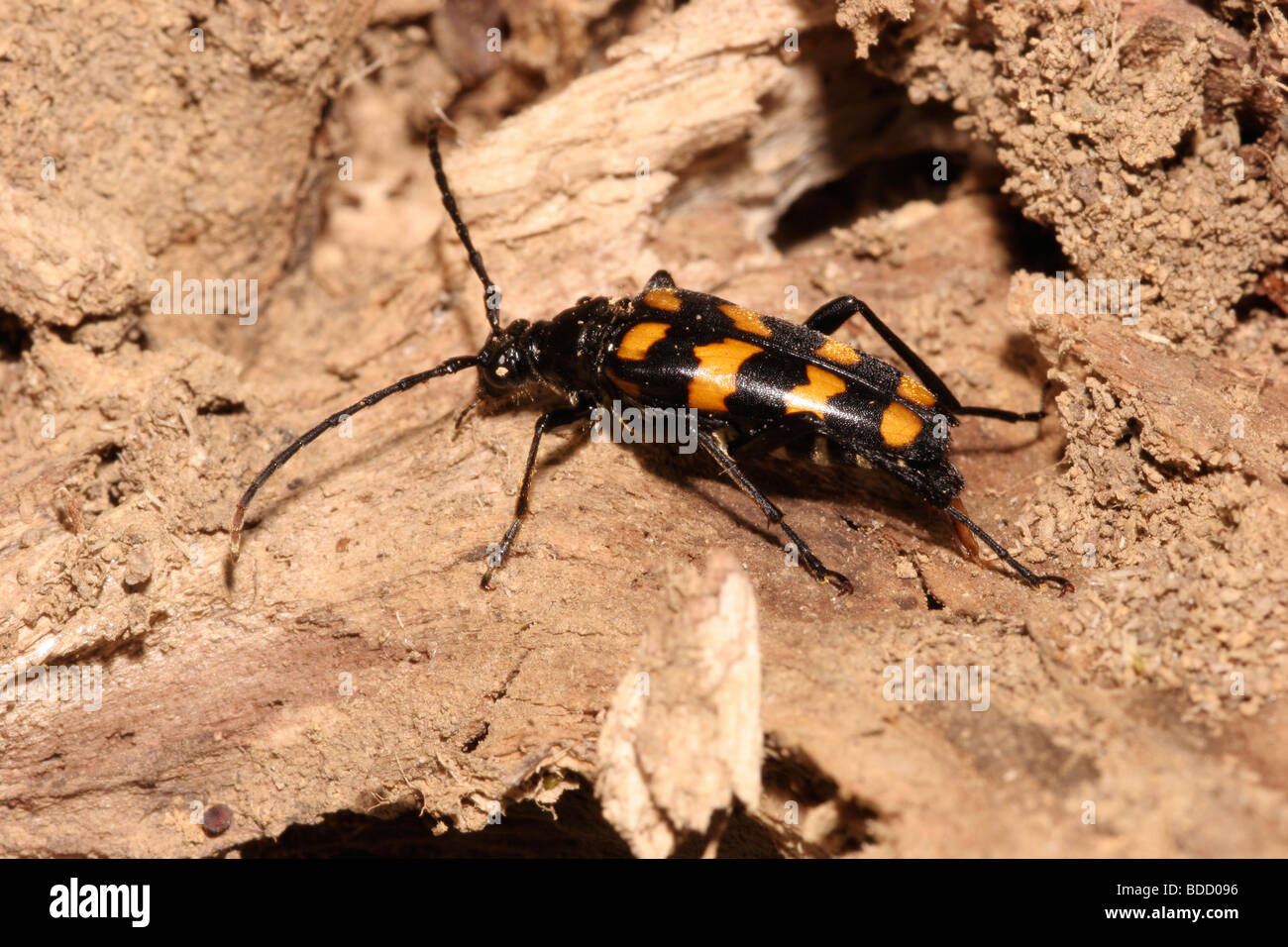 4 banded longhorn beetle Strangalia quadrifasciata Cerambycidae female ...