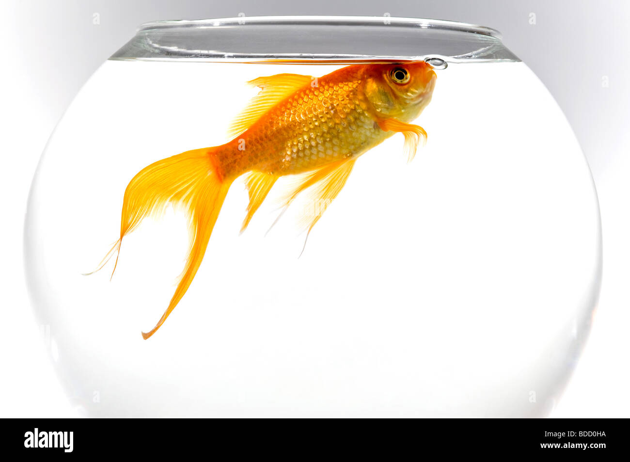 Horizontal close up of a bright orange goldfish [Carassius auratus] at ...
