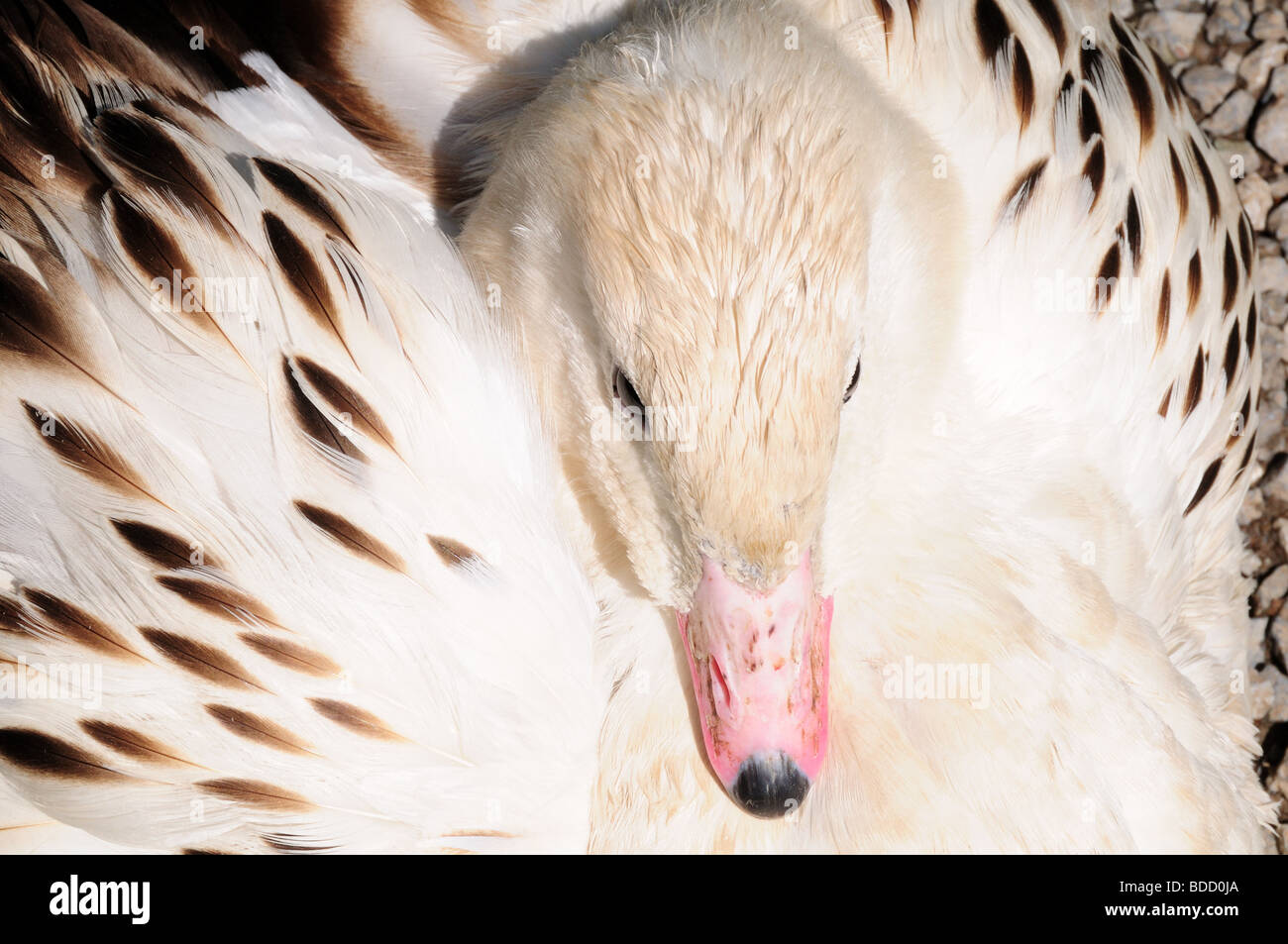 Close up of an Andean Goose Chloephaga melenoptera at Penclacwydd ...