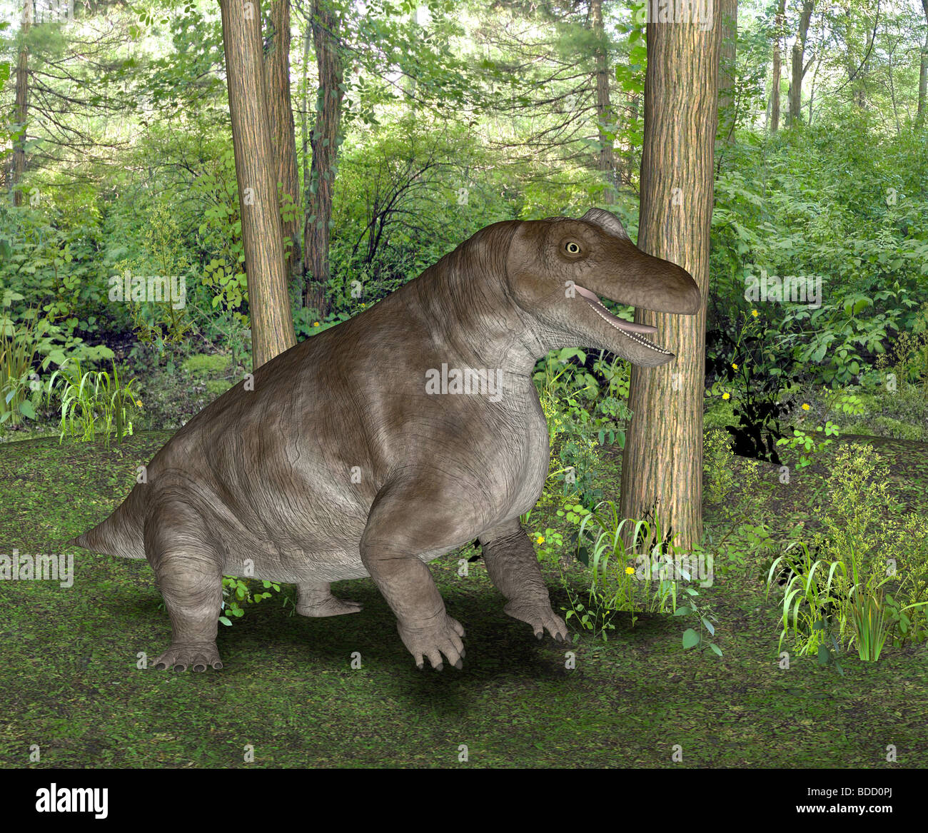 Keratocephalus hi-res stock photography and images - Alamy