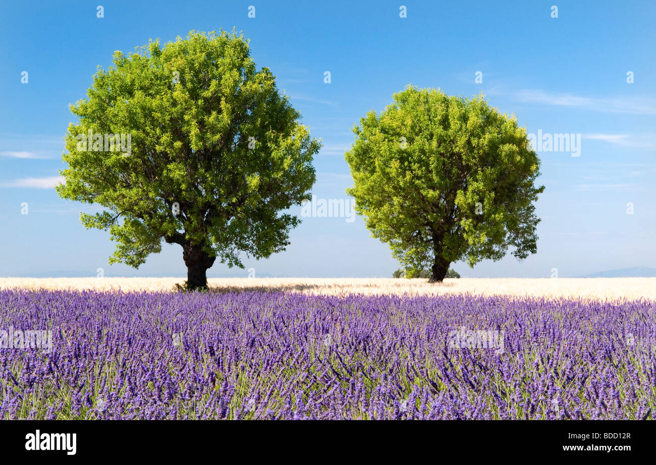 Two trees in a lavender field, Provence, France Stock Photo - Alamy