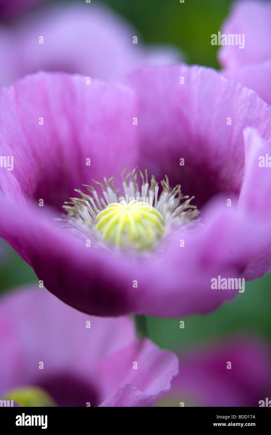 Purple Opium Poppies Stock Photo - Alamy