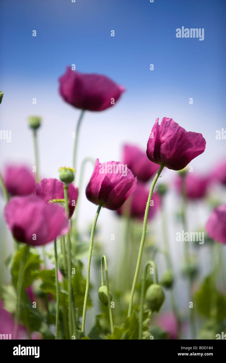 Purple Opium Poppies Stock Photo - Alamy