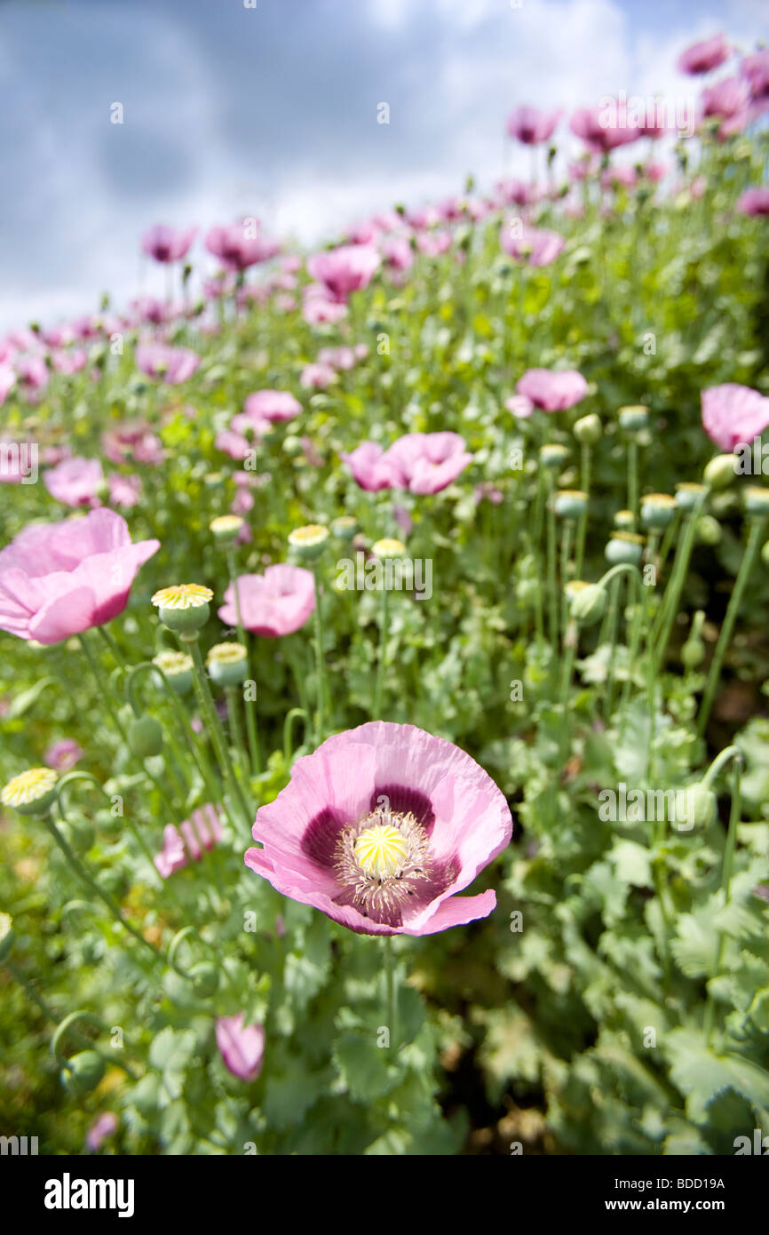 Purple Opium Poppies Stock Photo - Alamy