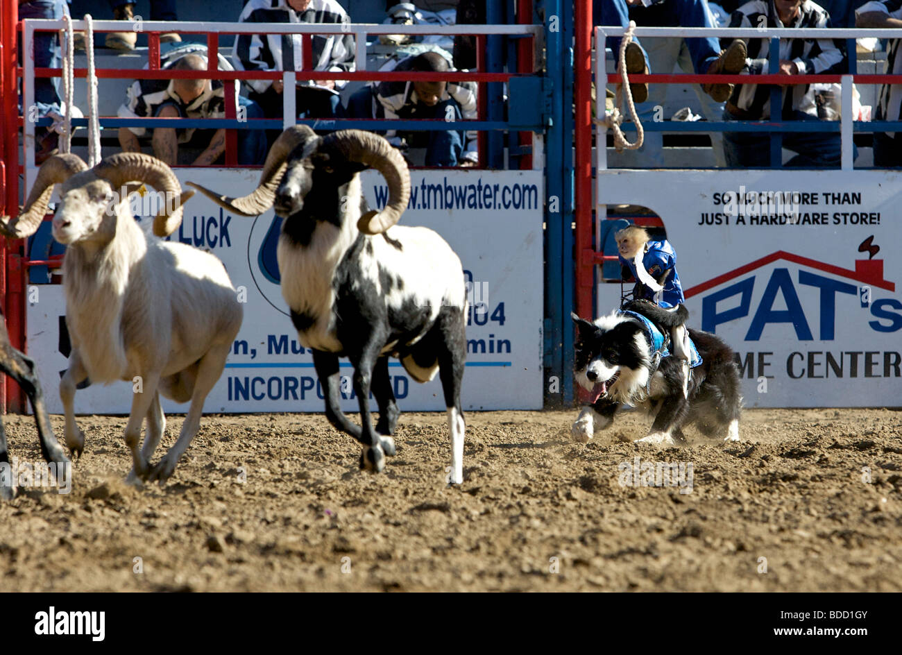 Louisiana State Penitentiary. Angola Prison Rodeo. PHOTO: GERRIT DE ...