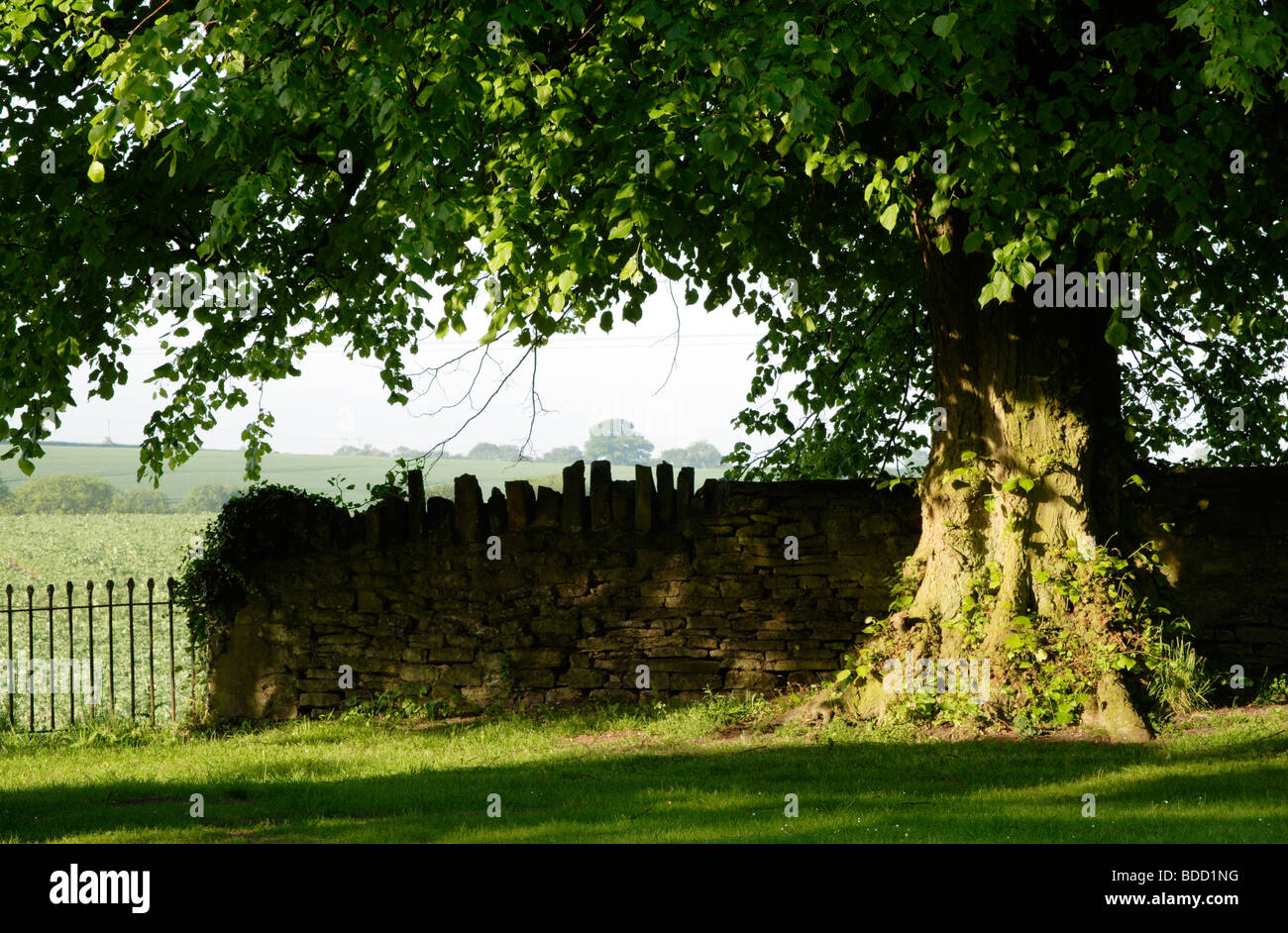 Lime tree in rural garden (Tilia genus) Buckinghamshire England UK ...