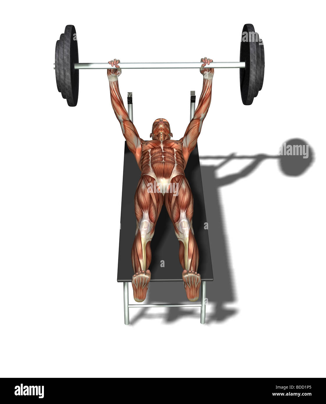 muscle man as weightlifter Stock Photo - Alamy