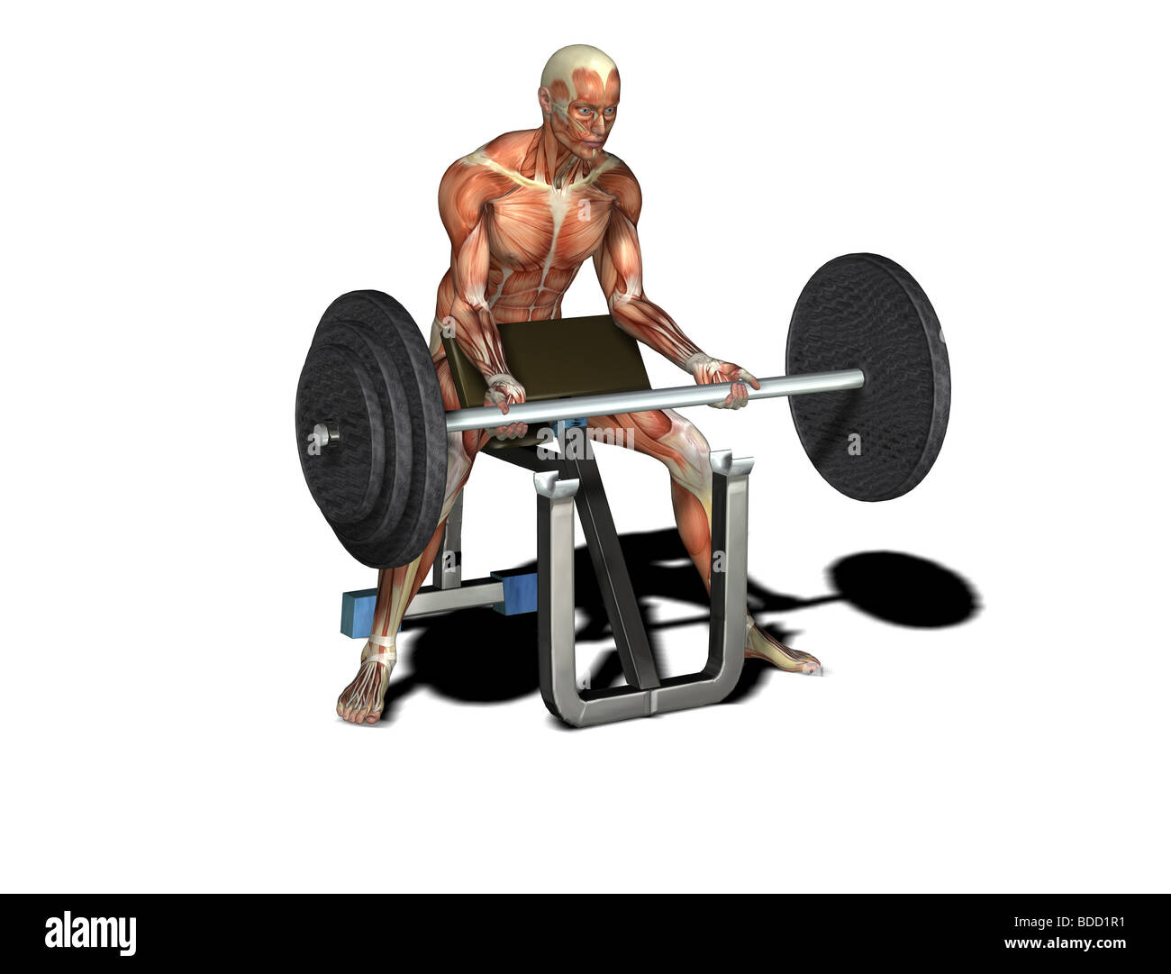 muscle man as weightlifter Stock Photo - Alamy