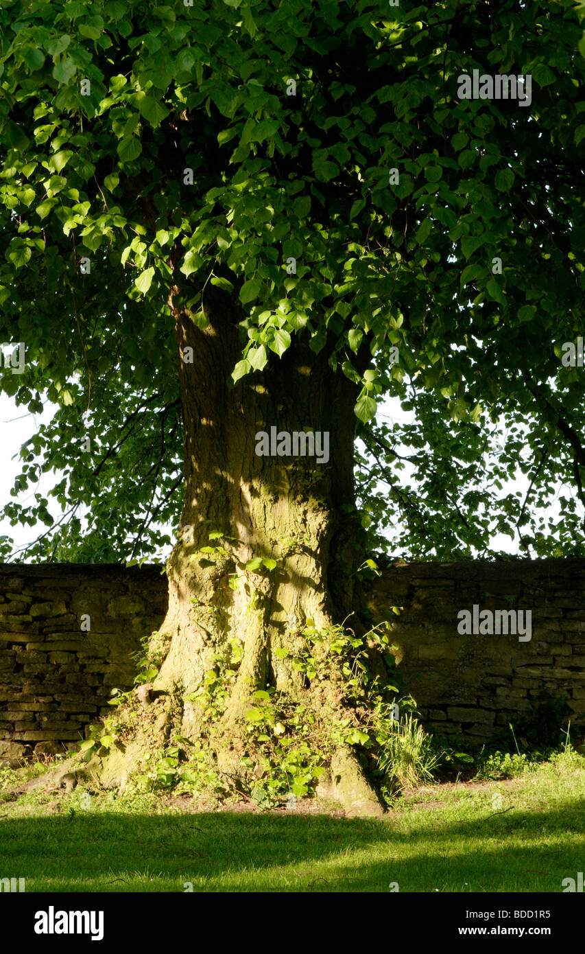 Lime tree in rural garden (Tilia genus) Buckinghamshire England UK ...
