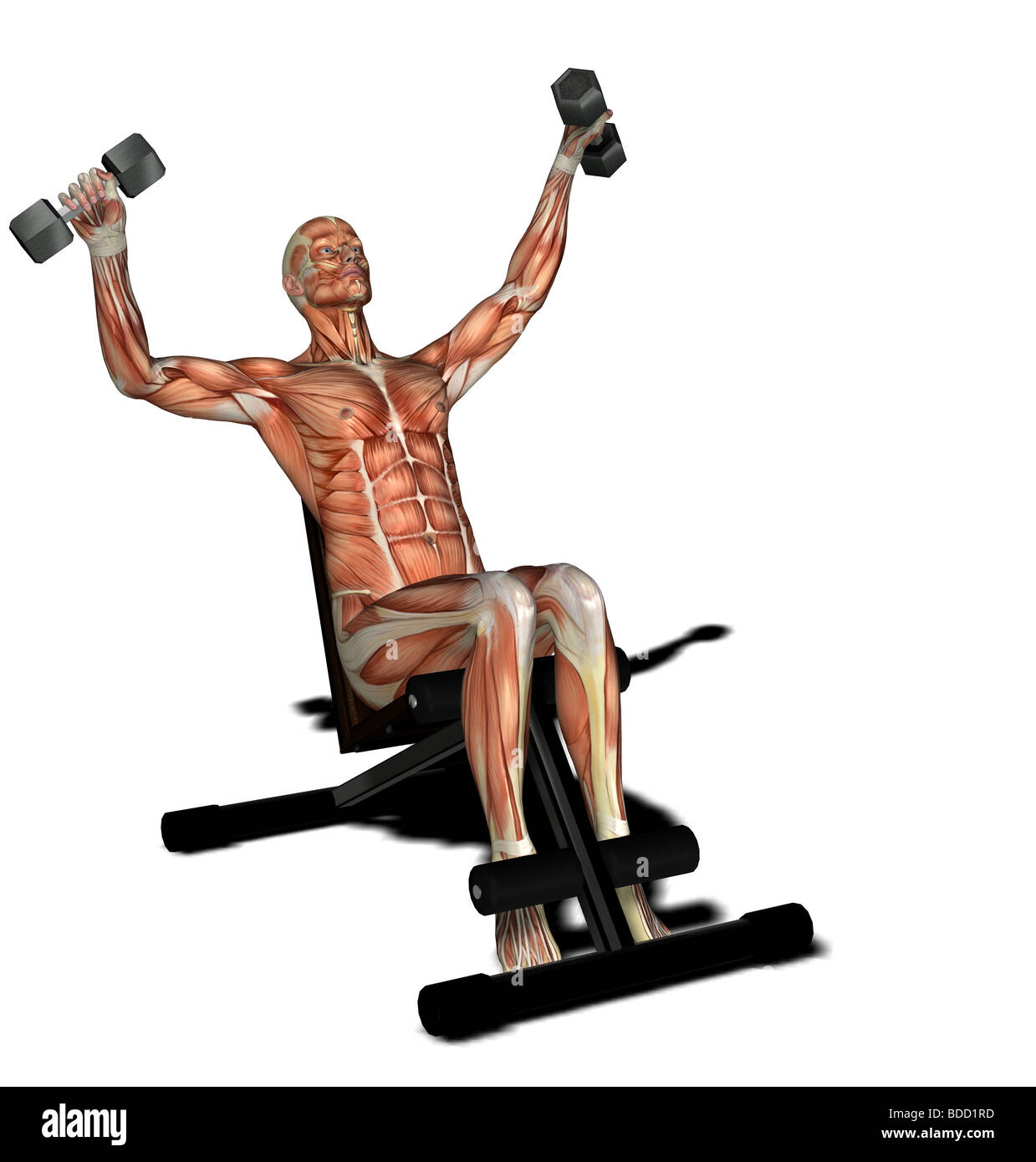 Anatomie masculine hi-res stock photography and images - Alamy