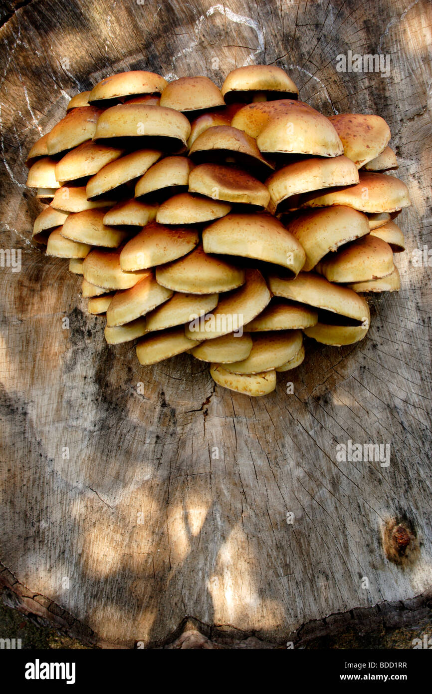 Scaly cap hi-res stock photography and images - Alamy