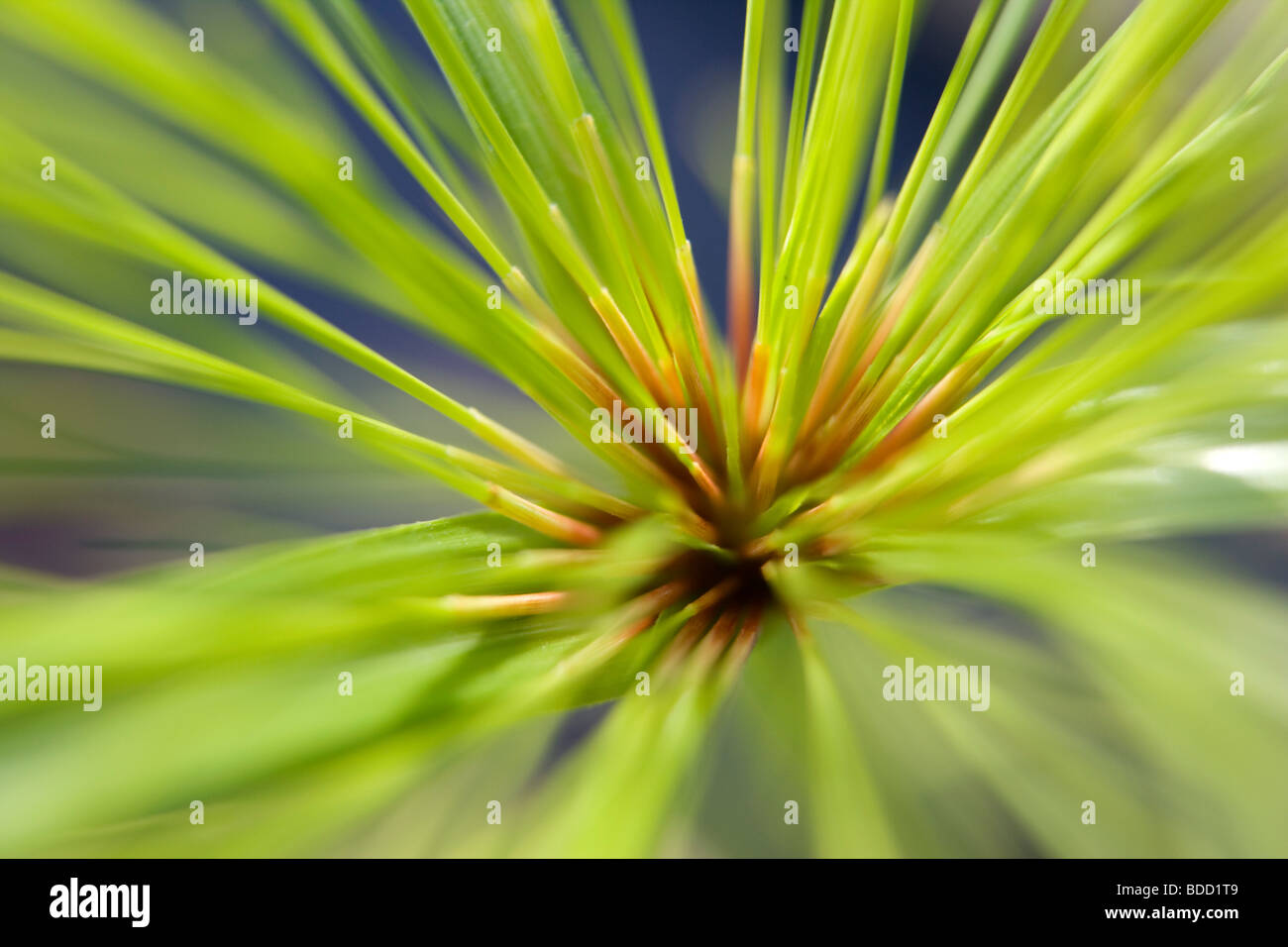 Papyrus Flower Close-up Stock Photo - Alamy