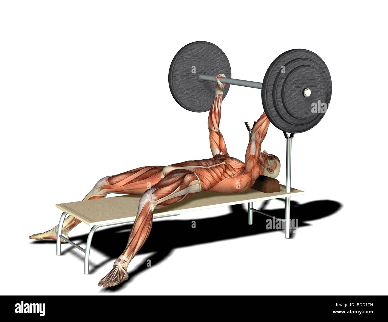 Anatomie masculine hi-res stock photography and images - Alamy