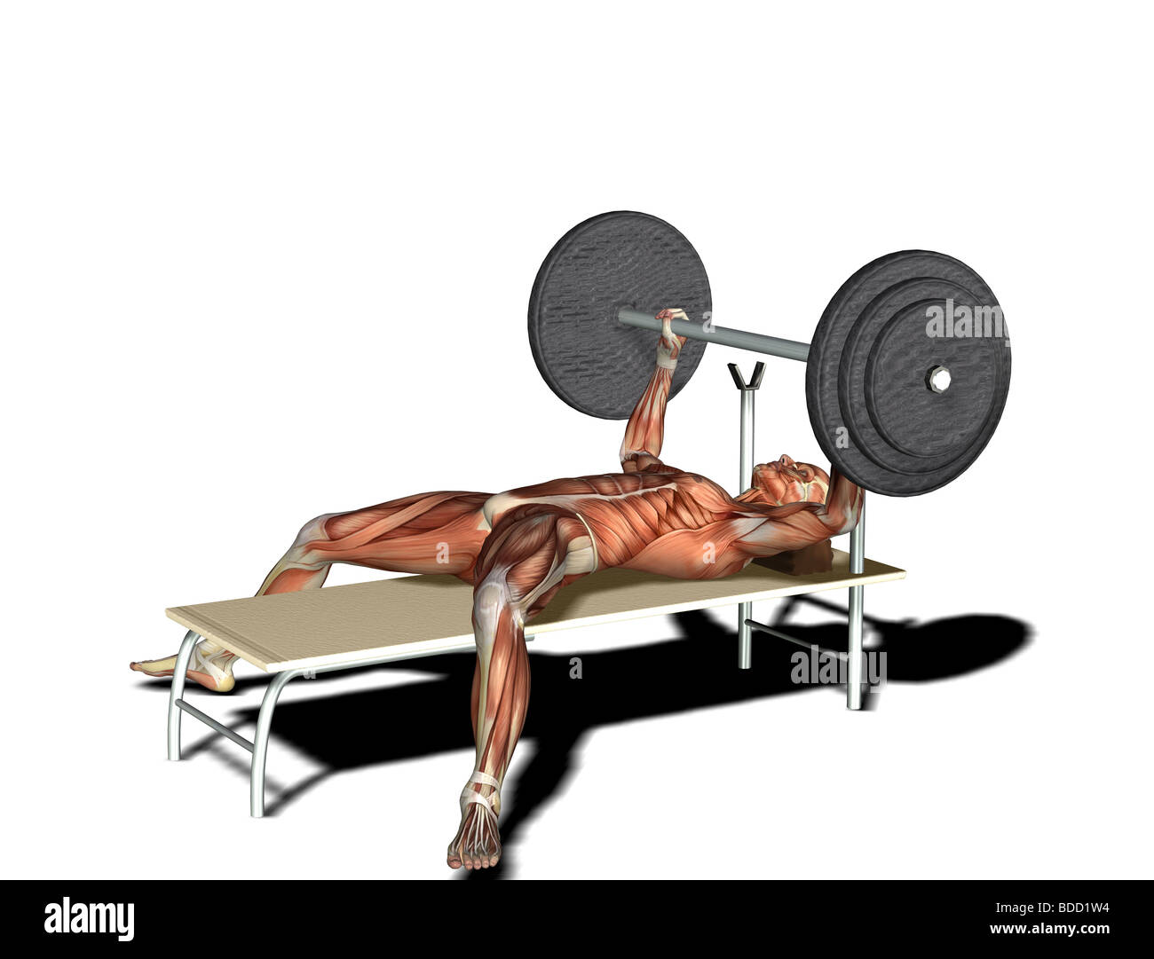 muscle man as weightlifter Stock Photo - Alamy
