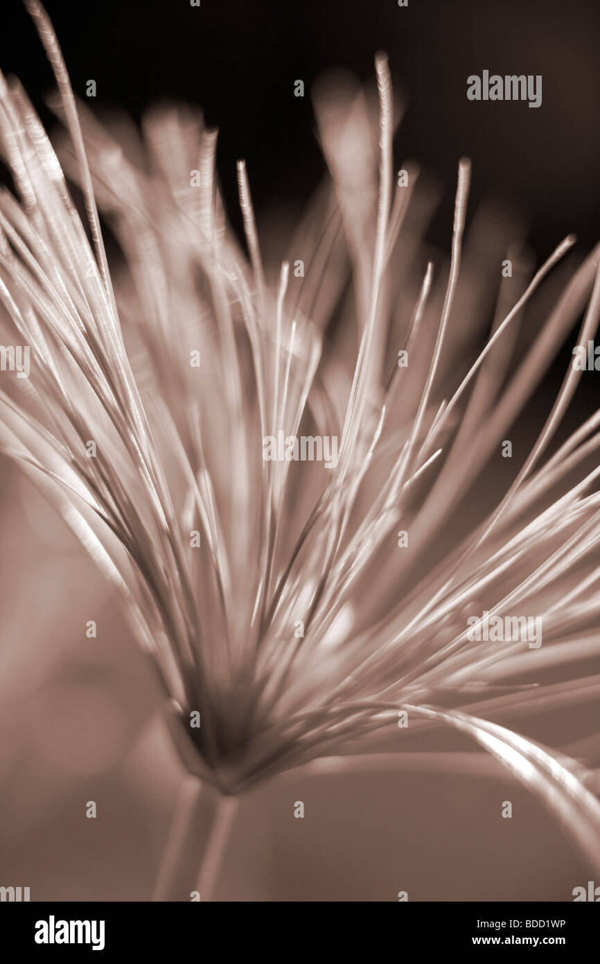 Sepia Zebra Grass Stock Photo - Alamy