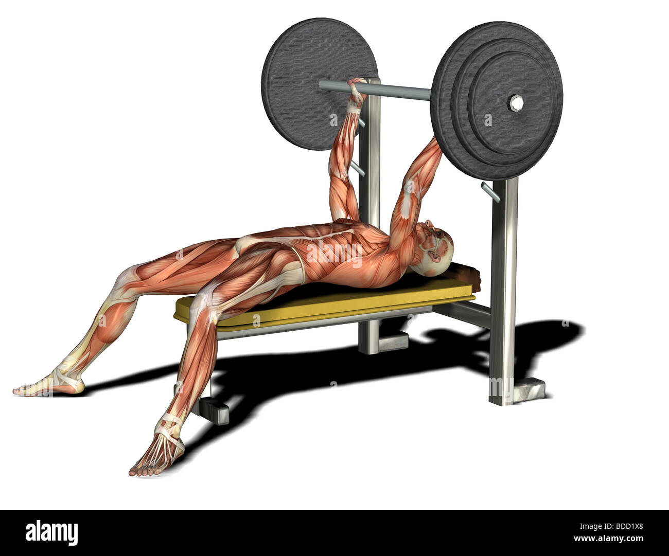 muscle man as weightlifter Stock Photo - Alamy