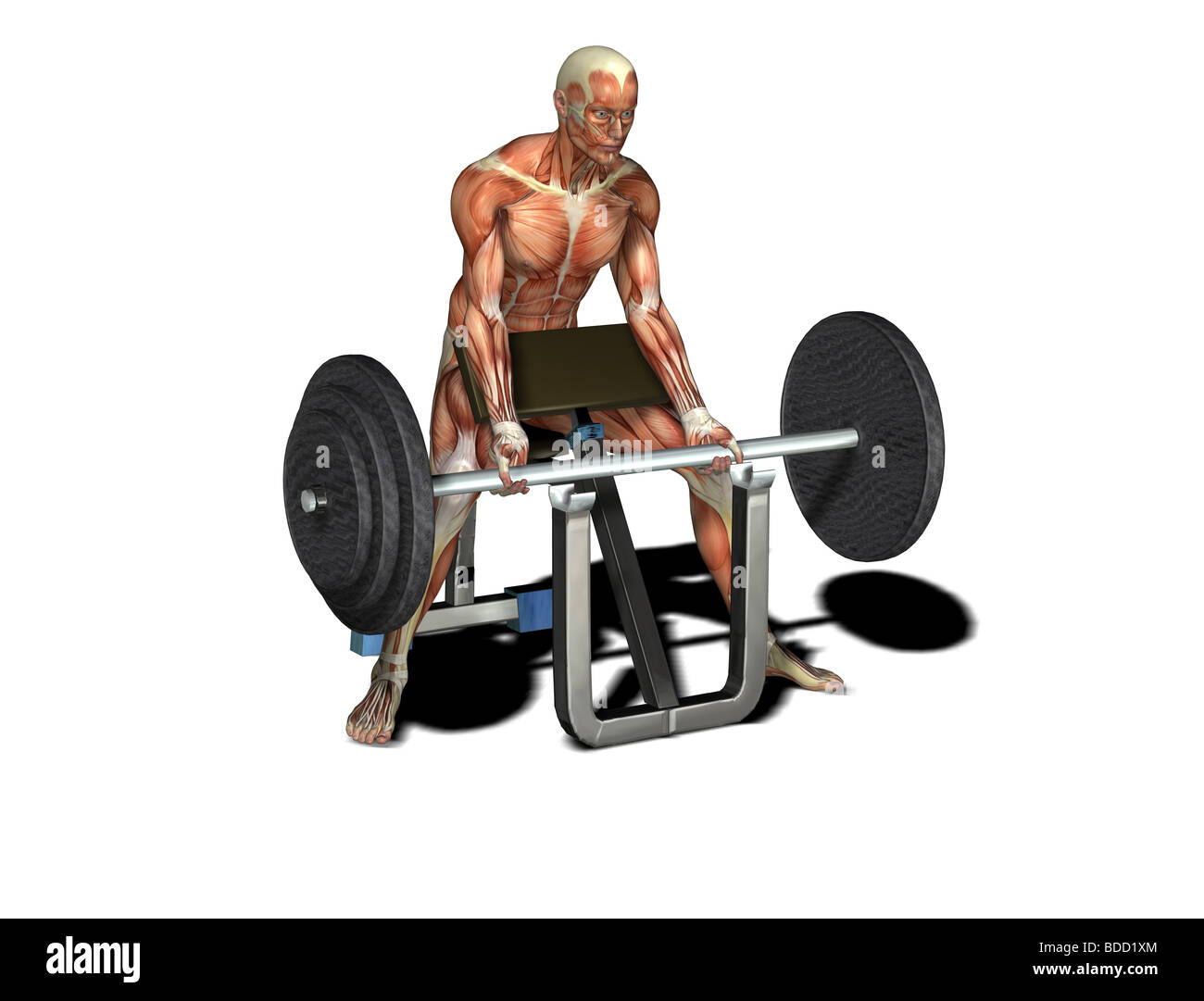 muscle man as weightlifter Stock Photo - Alamy