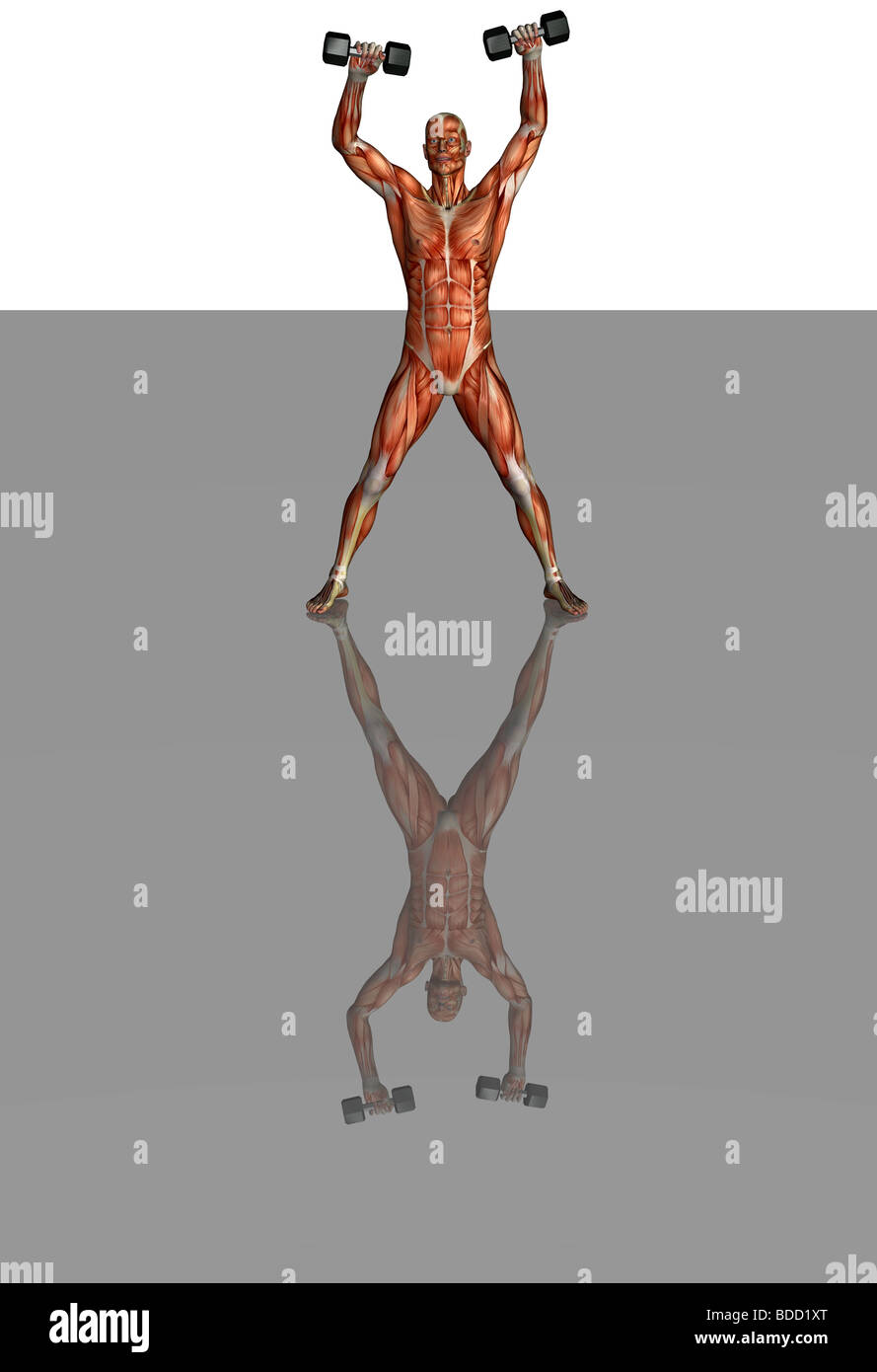 Muscle man human male anatomy hi-res stock photography and images - Alamy
