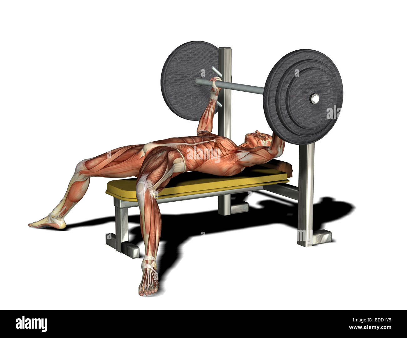 muscle man as weightlifter Stock Photo - Alamy