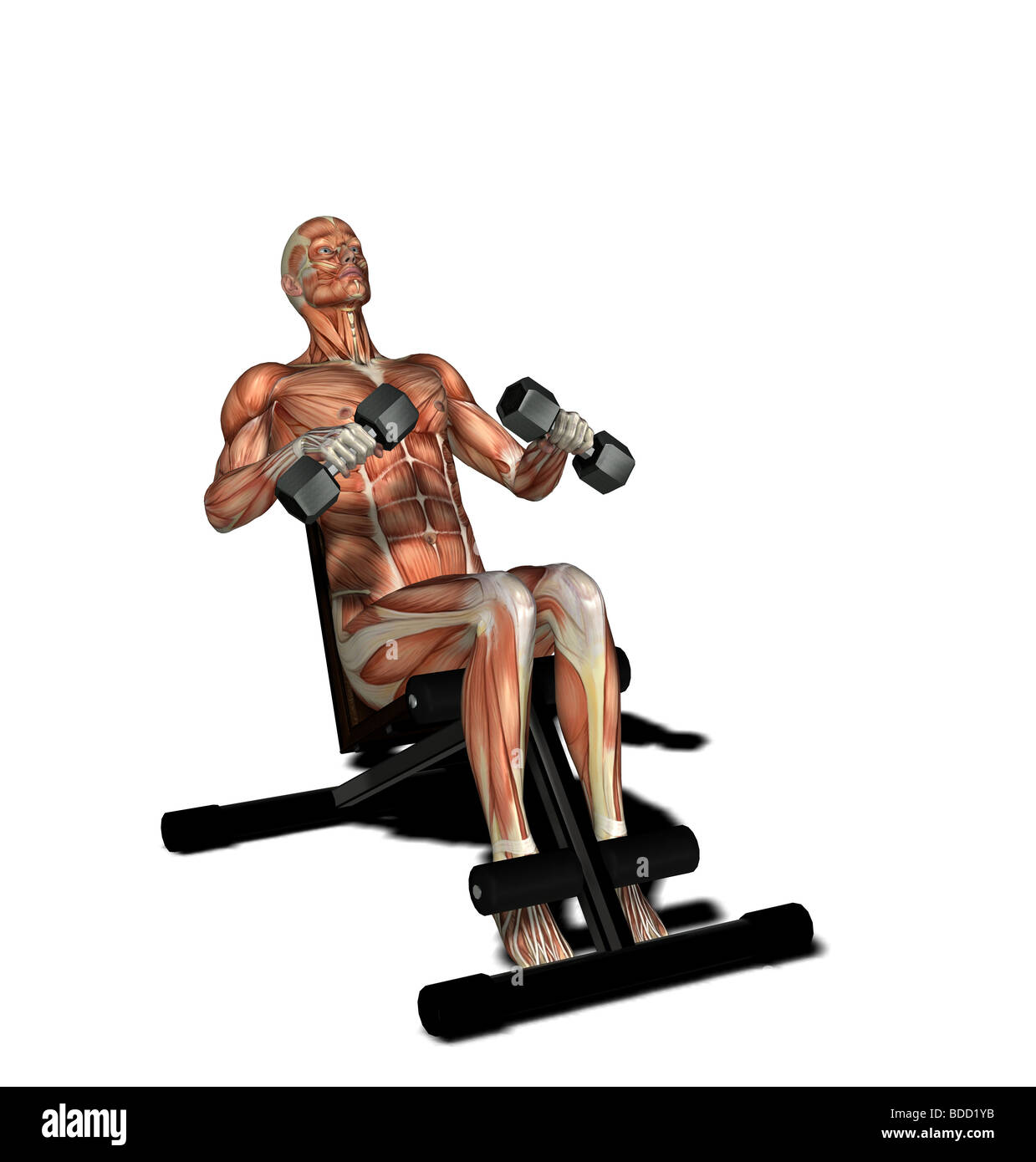 muscle man with barbell Stock Photo - Alamy