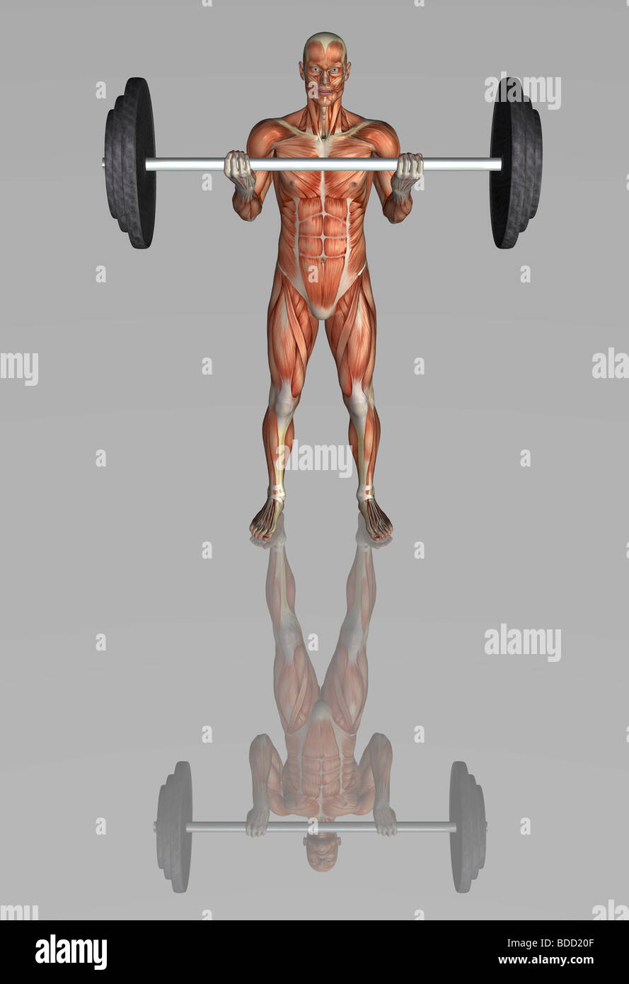 muscle man as weightlifter Stock Photo - Alamy