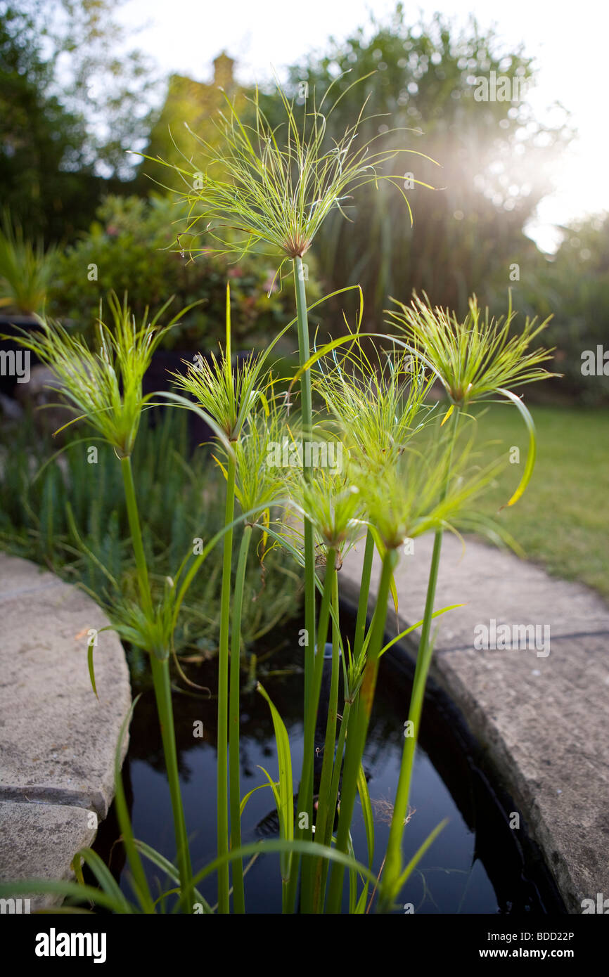 Papyrus Flowers and Pond Stock Photo - Alamy