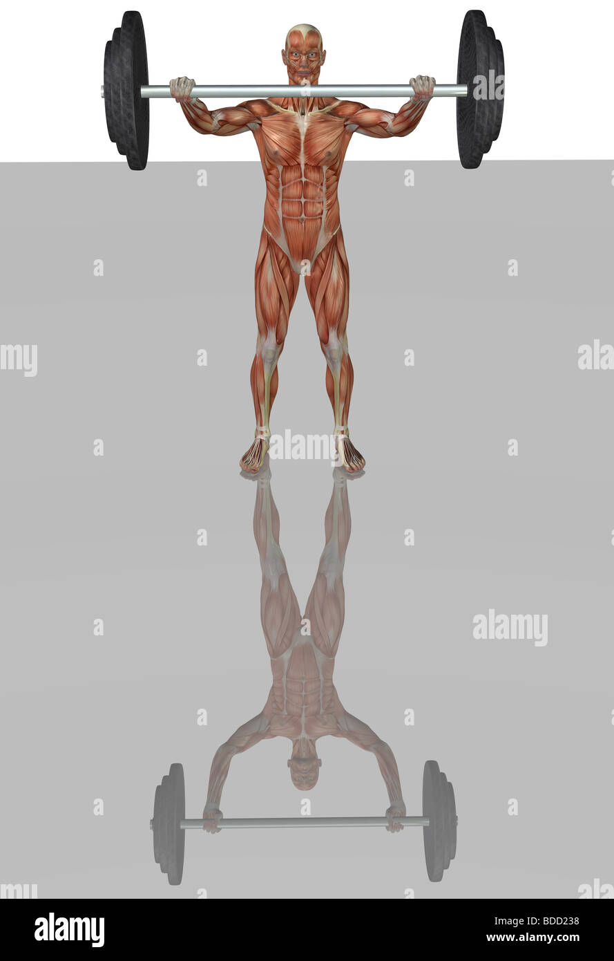 muscle man as weightlifter Stock Photo - Alamy