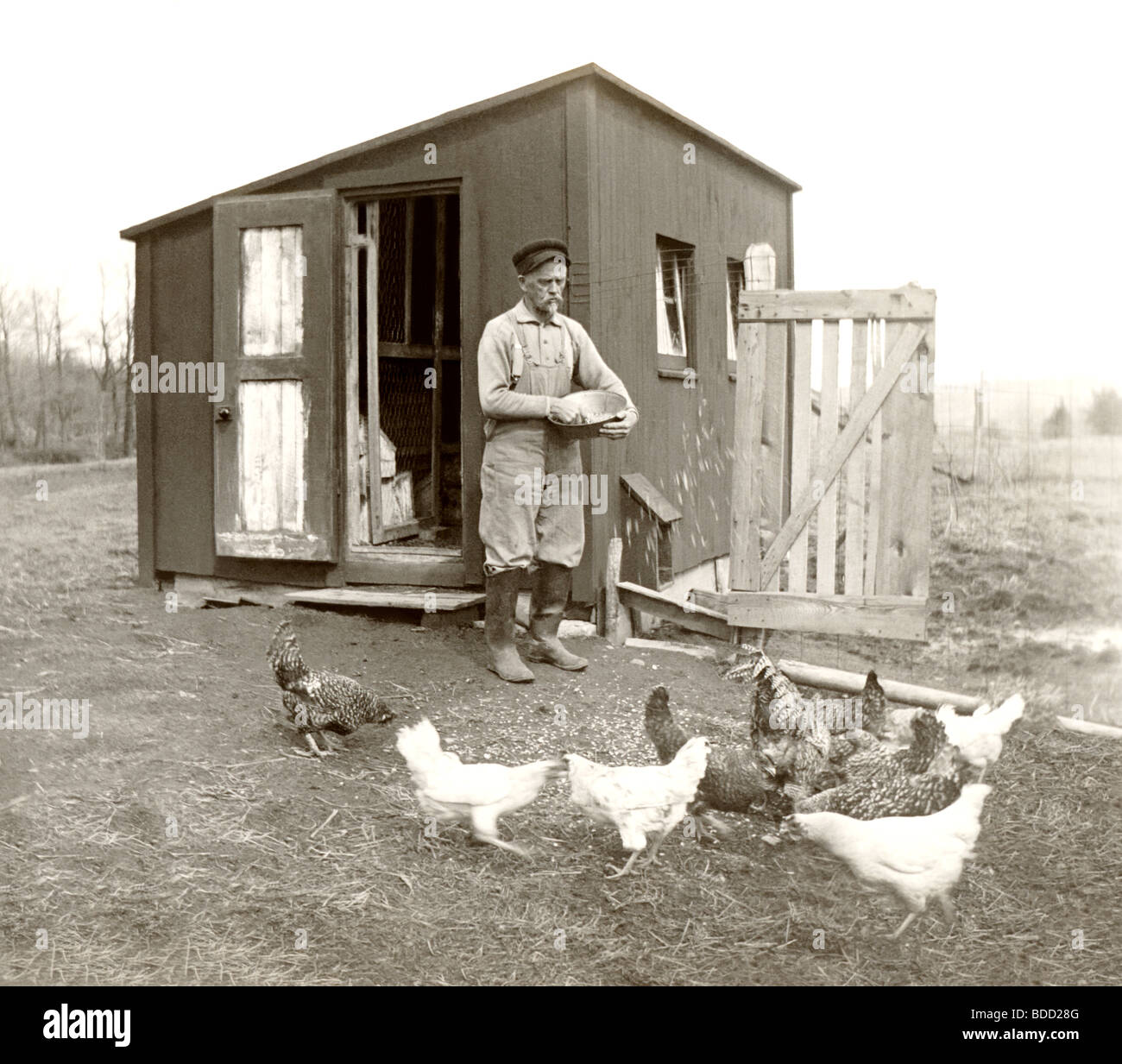 Vintage farm chickens hi-res stock photography and images - Alamy
