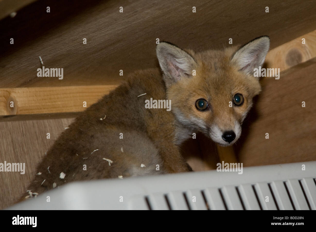 Young fox cub at an animal rescue centre Stock Photo - Alamy