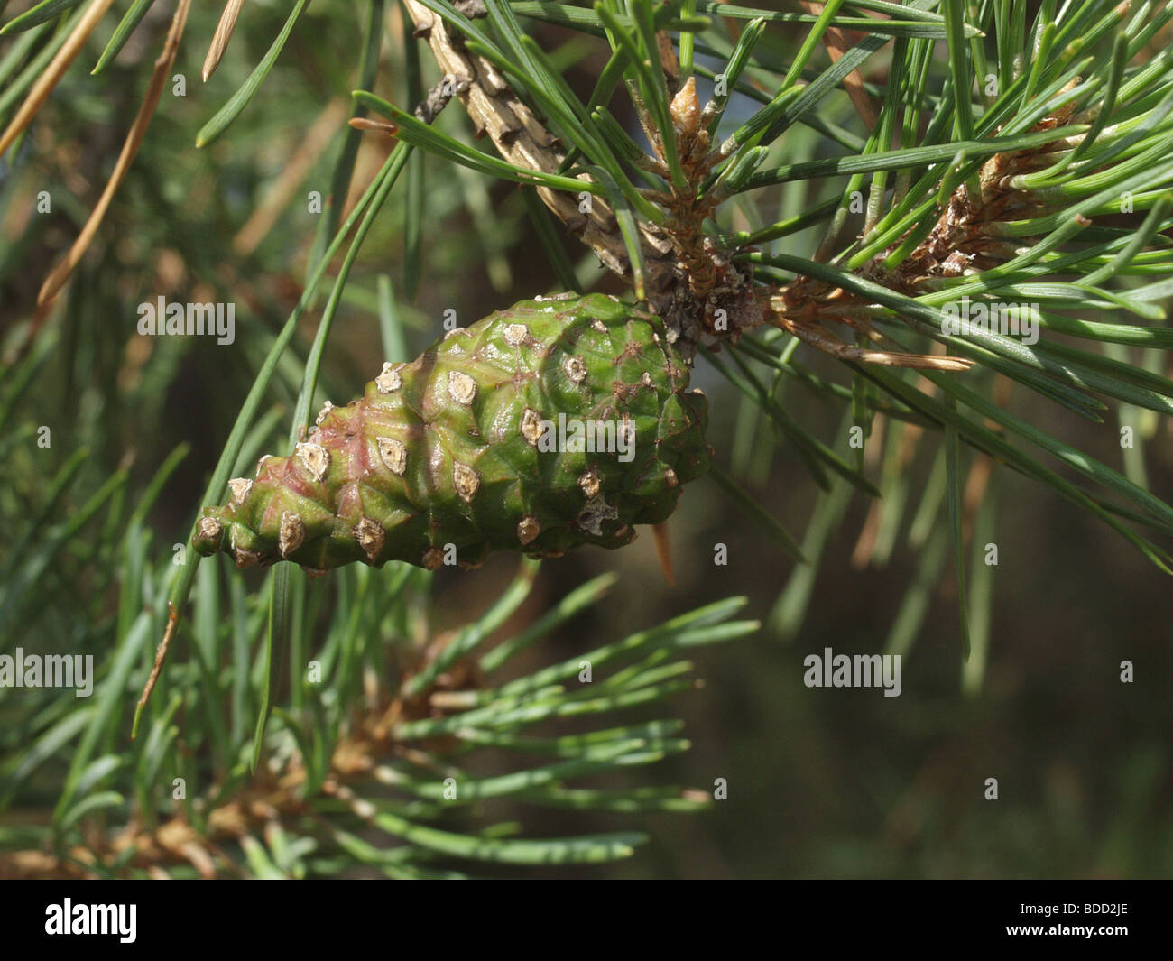 cone, fir, Conifer, fruit, tree, twig, green cone Stock Photo - Alamy
