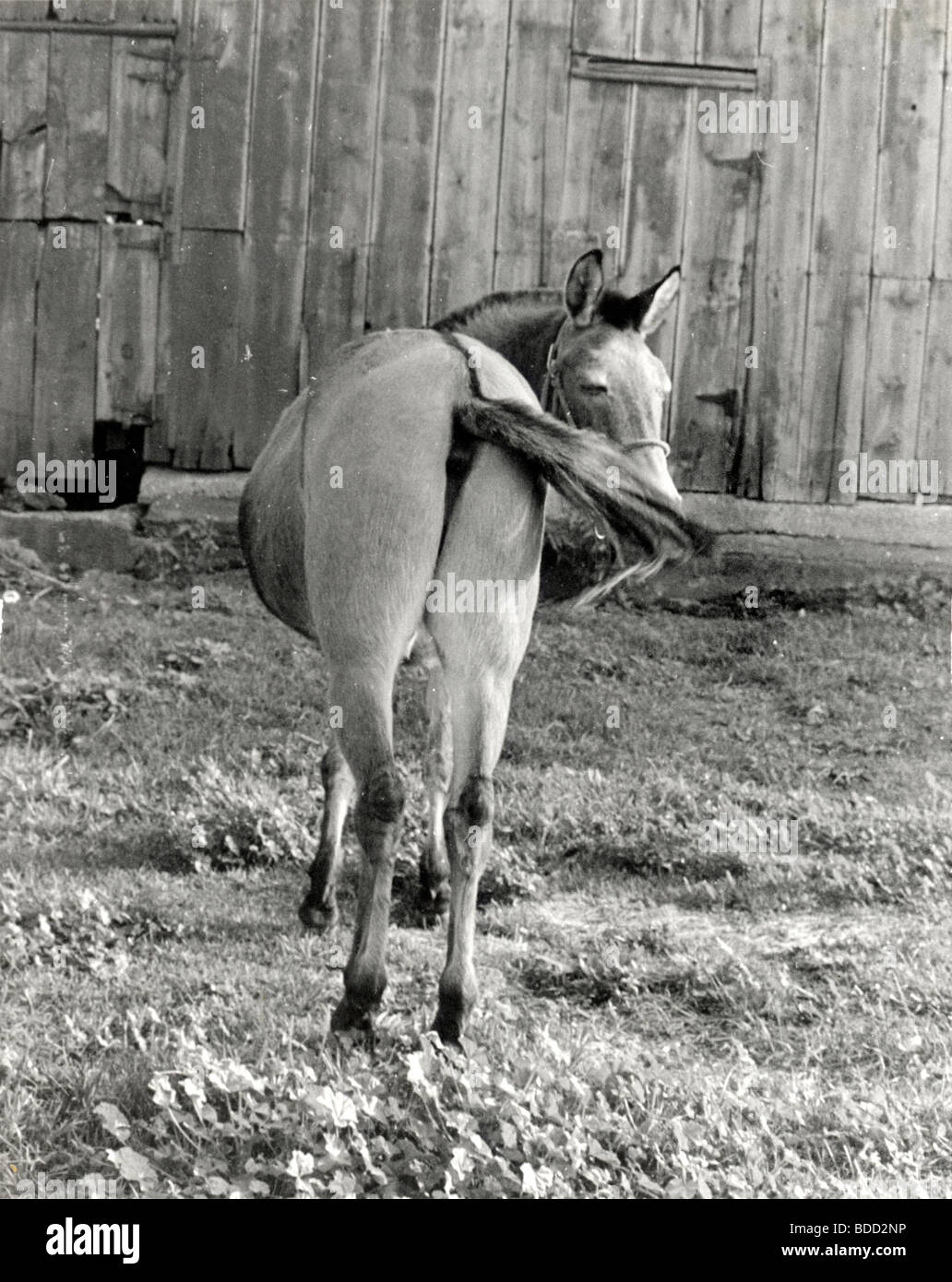Rear End of a Horse Stock Photo - Alamy