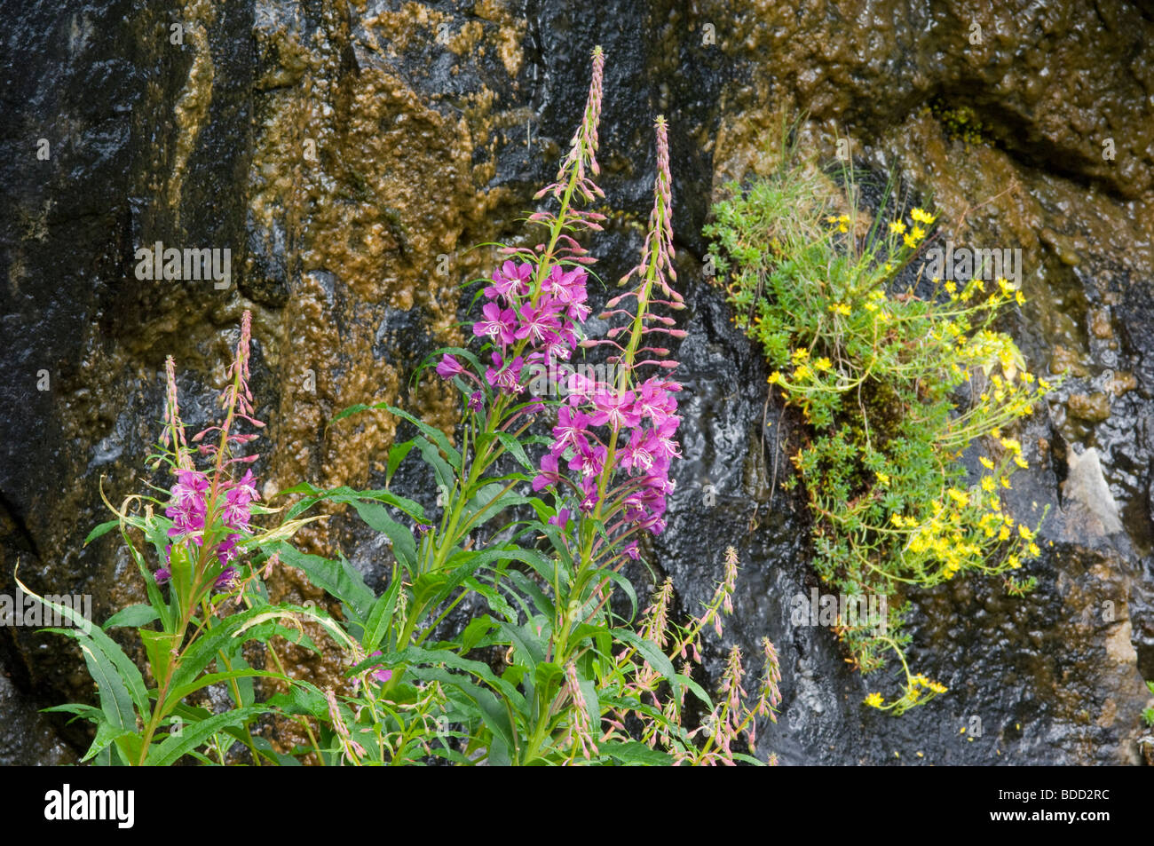 Wildflower cairngorm hi-res stock photography and images - Alamy